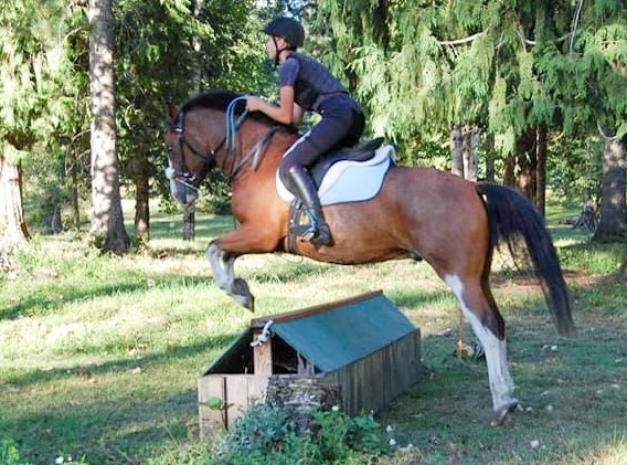Winners Gallery | Curly Sport Horse International